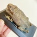 Toad (asian) Real Preserved Specimen in Display Case. Toad. Frog ...