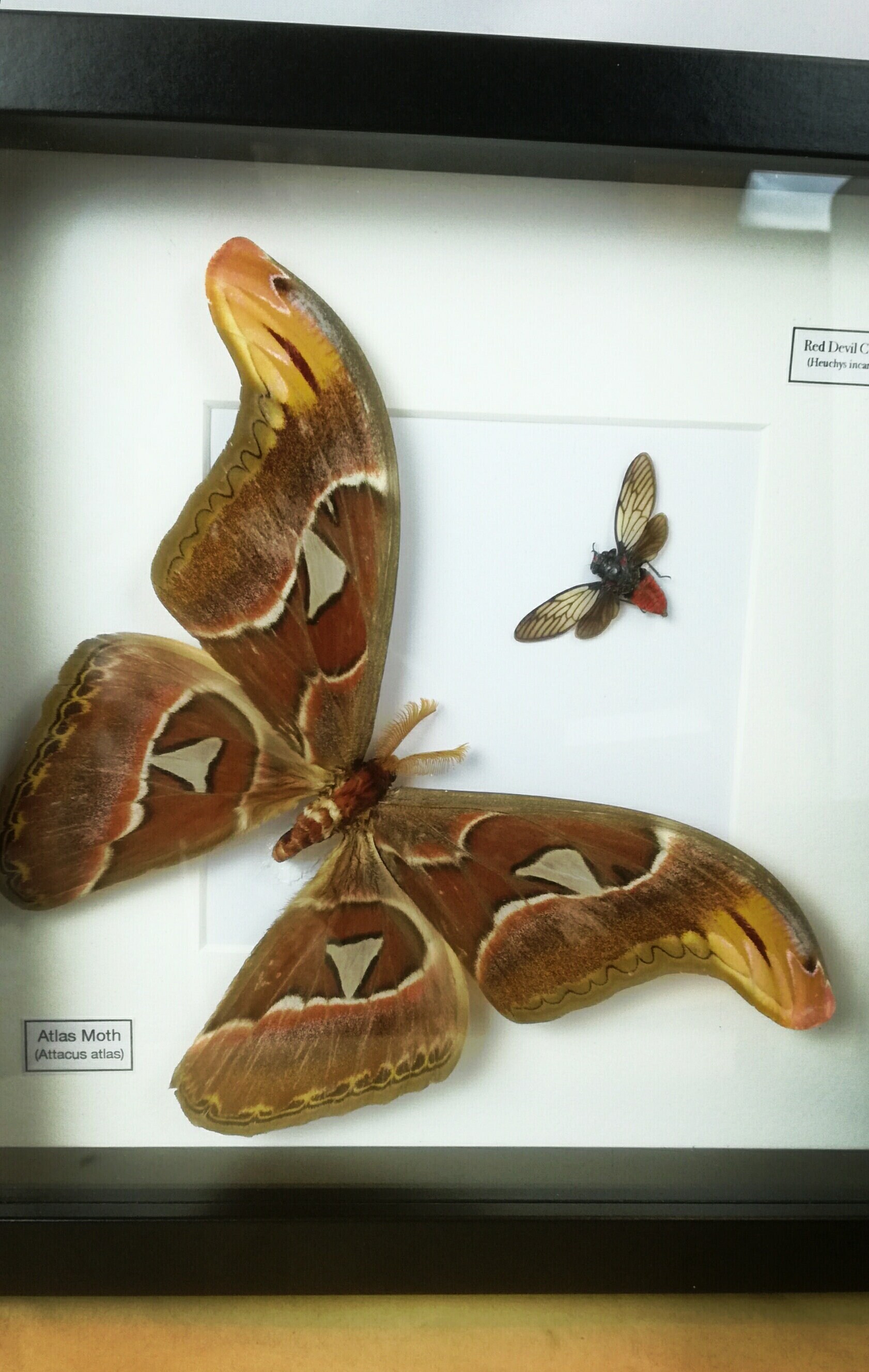 Attacus Atlas