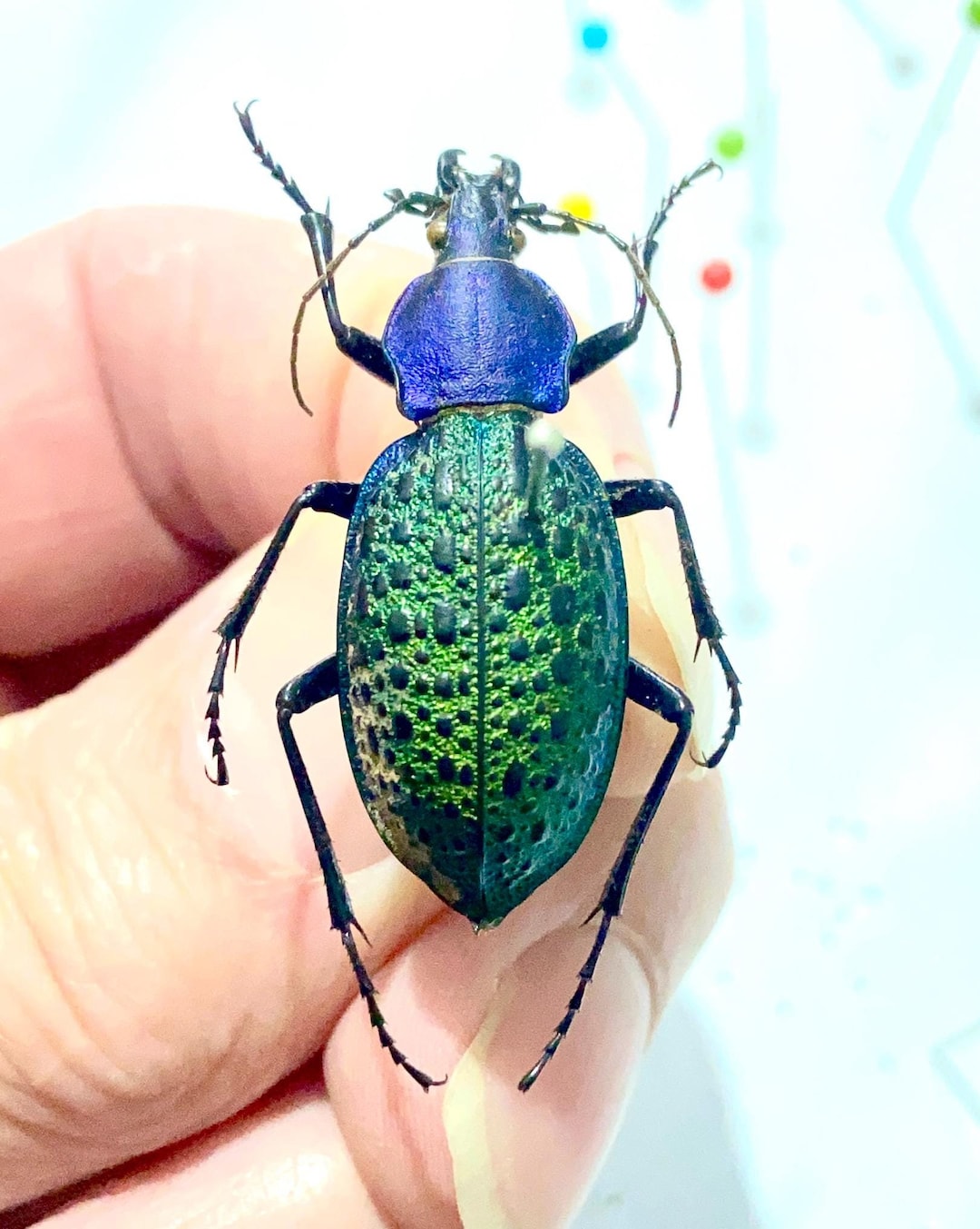 Carabus Elysii. Chinese Ground Beetle. Real Insect Specimen ...