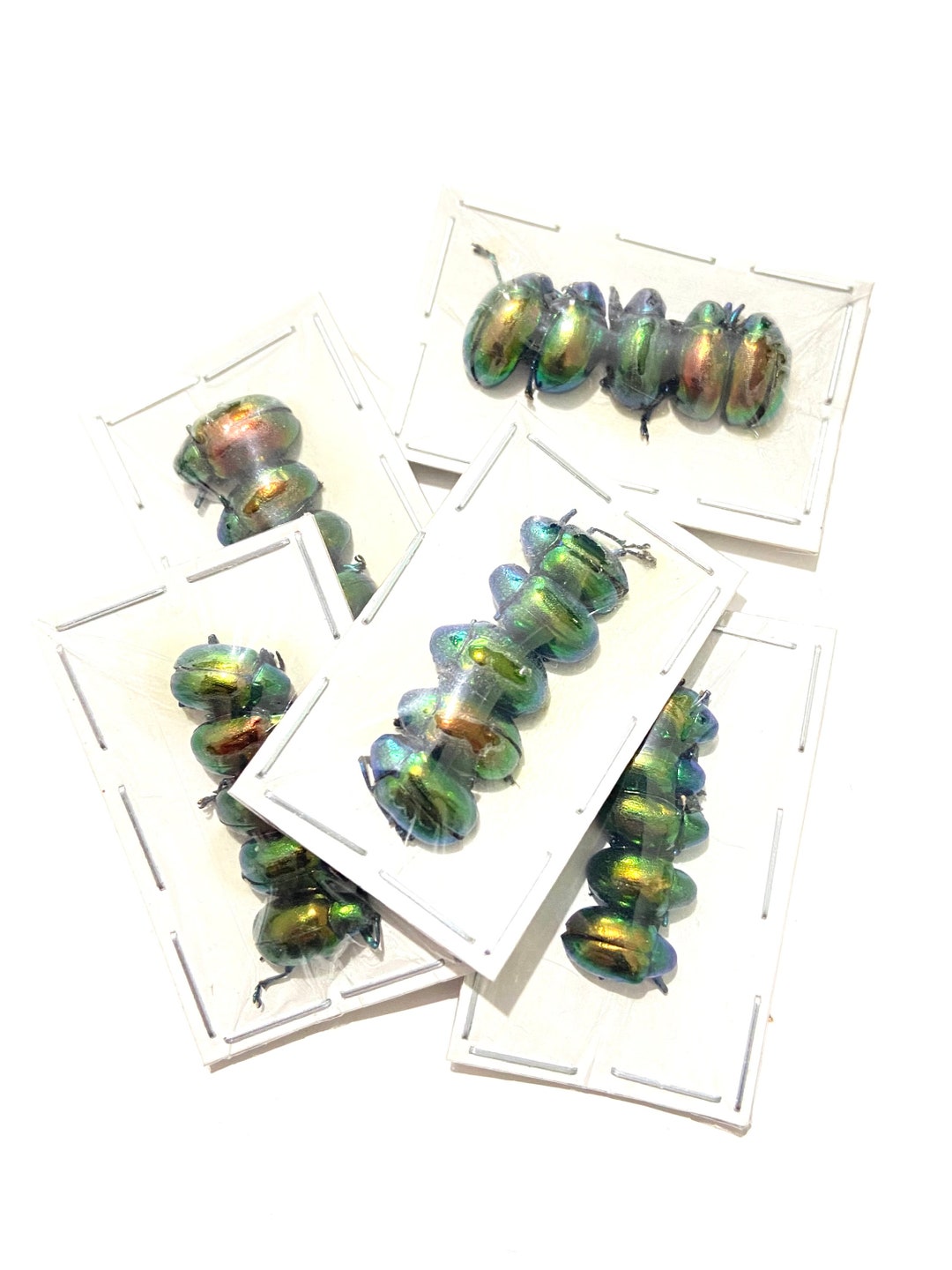 Small Shiny Rainbow Beetles. (platycorynus Nitidus) Real Specimen ...