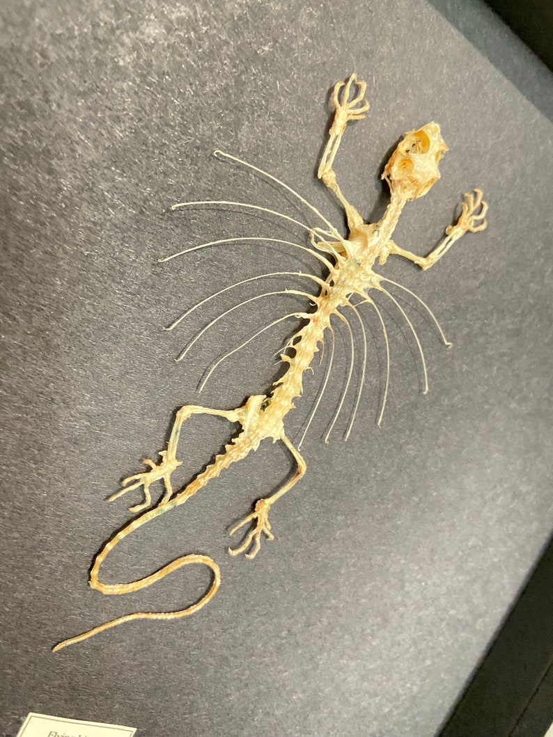 Flying Lizard Skeleton (draco Volans) Real Skeleton in Frame. Flying ...