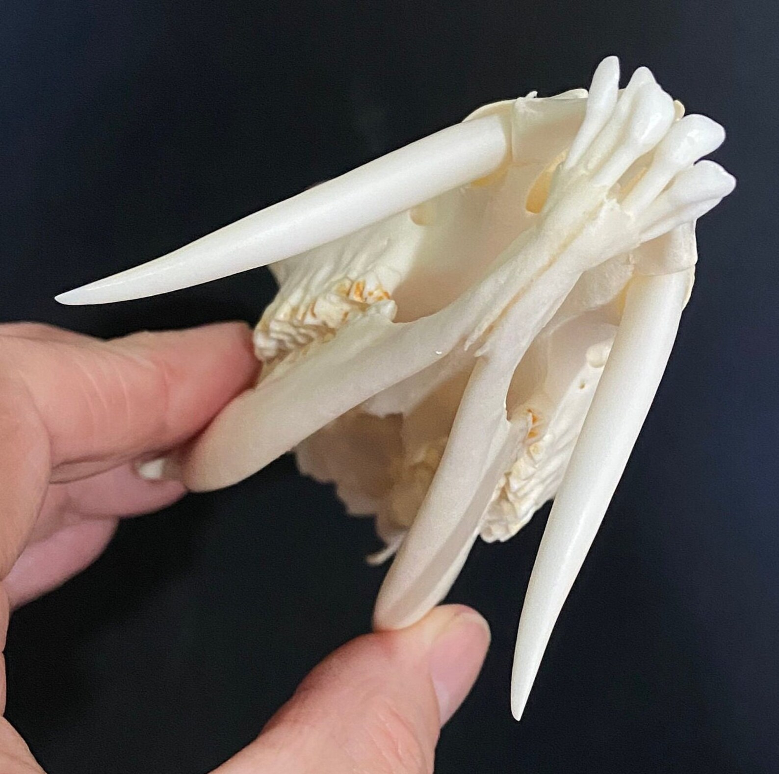 Skull Chinese Water Deer Vampire Deer Real Skull Bones