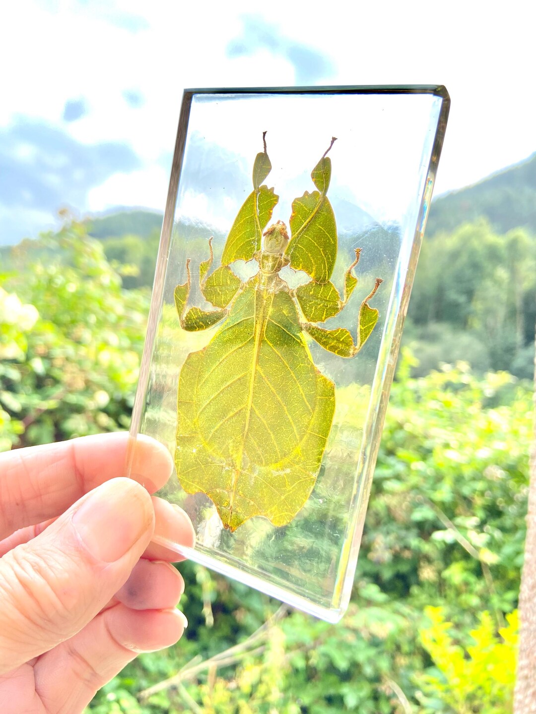 Leaf Insect Real in Lucite. Stick Insect. Insectsofbeauty. Phasmid ...
