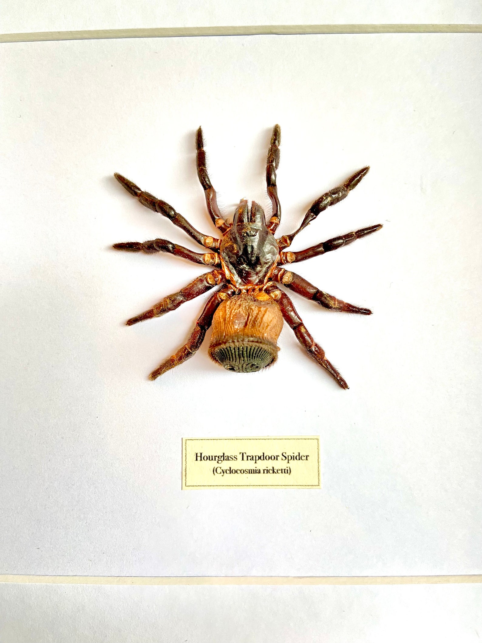 Hourglass Trapdoor Spider (cyclocosmia Ricketti) Framed. Spider ...