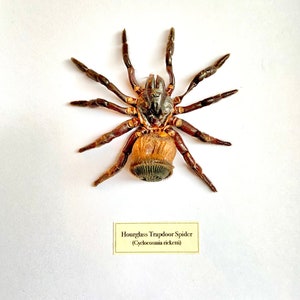 Hourglass Trapdoor Spider (cyclocosmia Ricketti) Framed. Spider ...