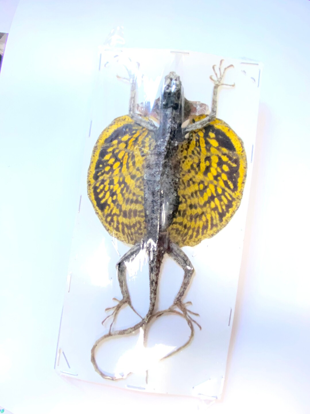 Flying Lizard. (draco Volans) Real Specimen.lizard. Reptile ...