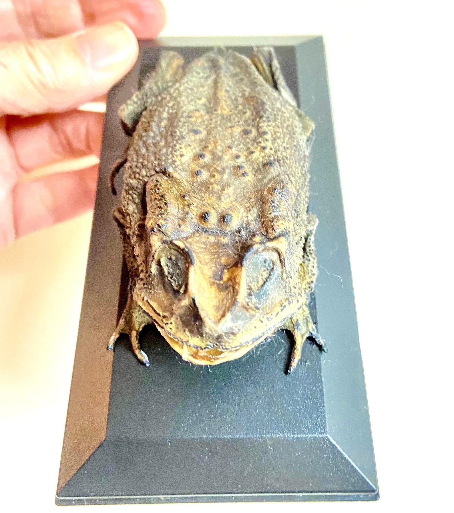 Toad (asian) Real Preserved Specimen in Display Case. Toad. Frog ...
