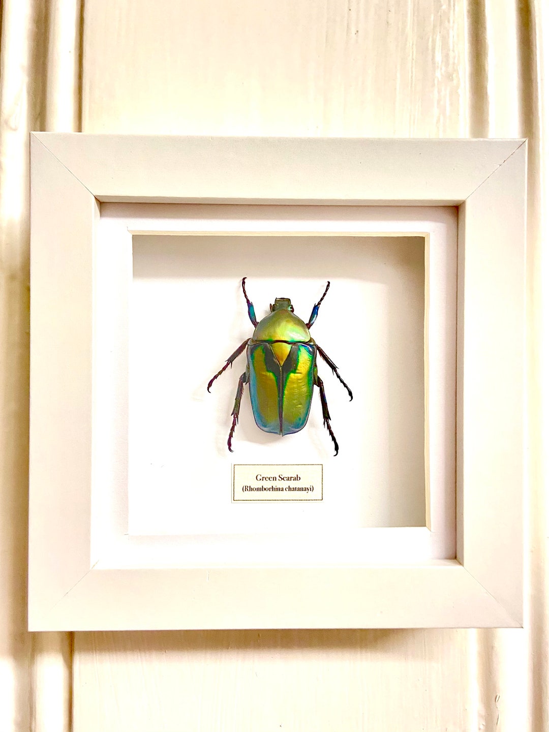 Metallic Green Scarab (rhomborhina Chatanyi) Framed Beetle - Etsy