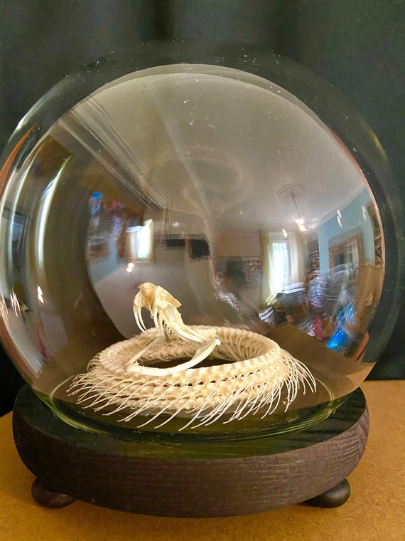 Asp Viper Skeletons