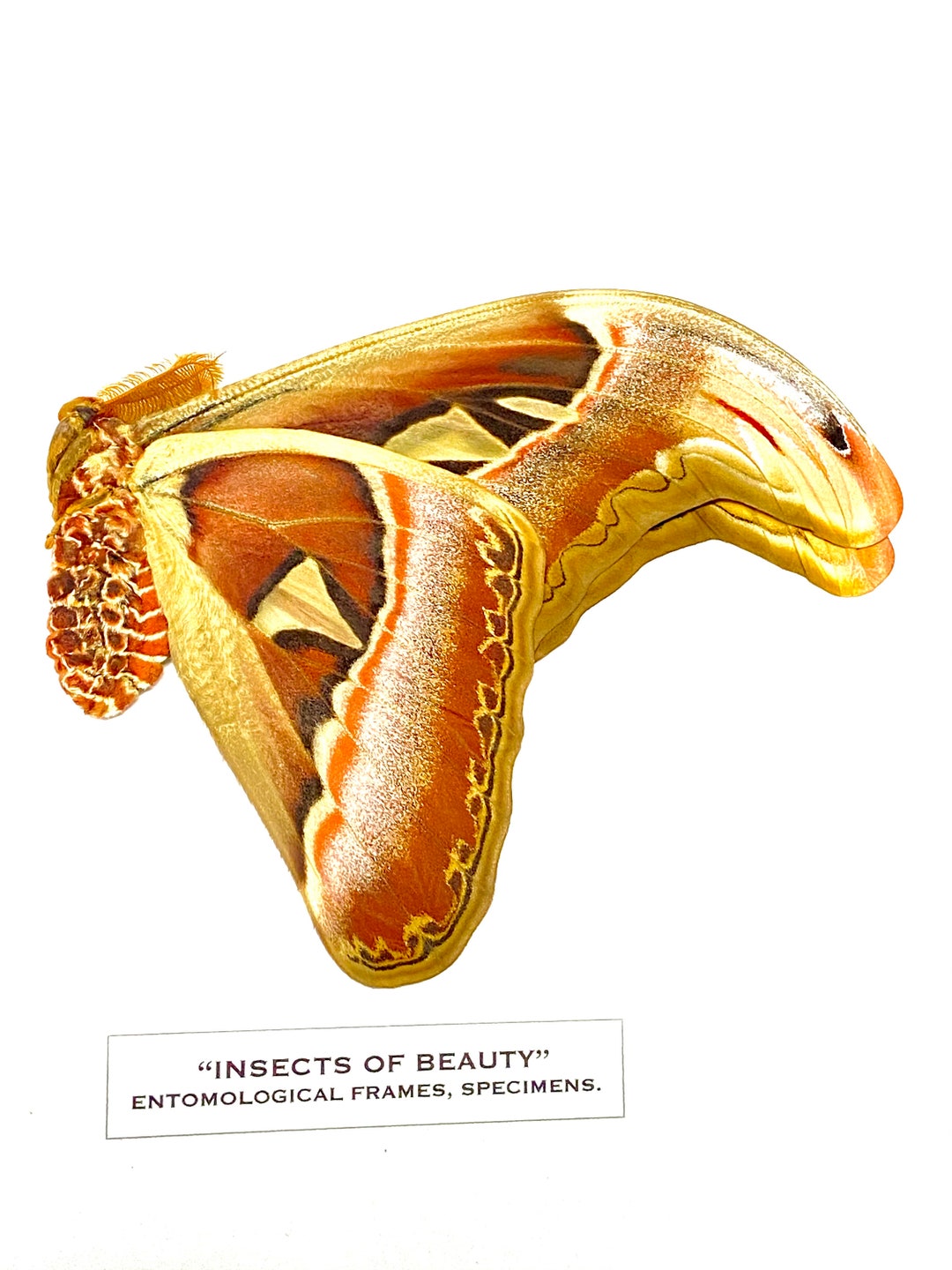 Atlas Moth attacus Atlas Real Specimen. A1 Quality. Un-set Specimen ...
