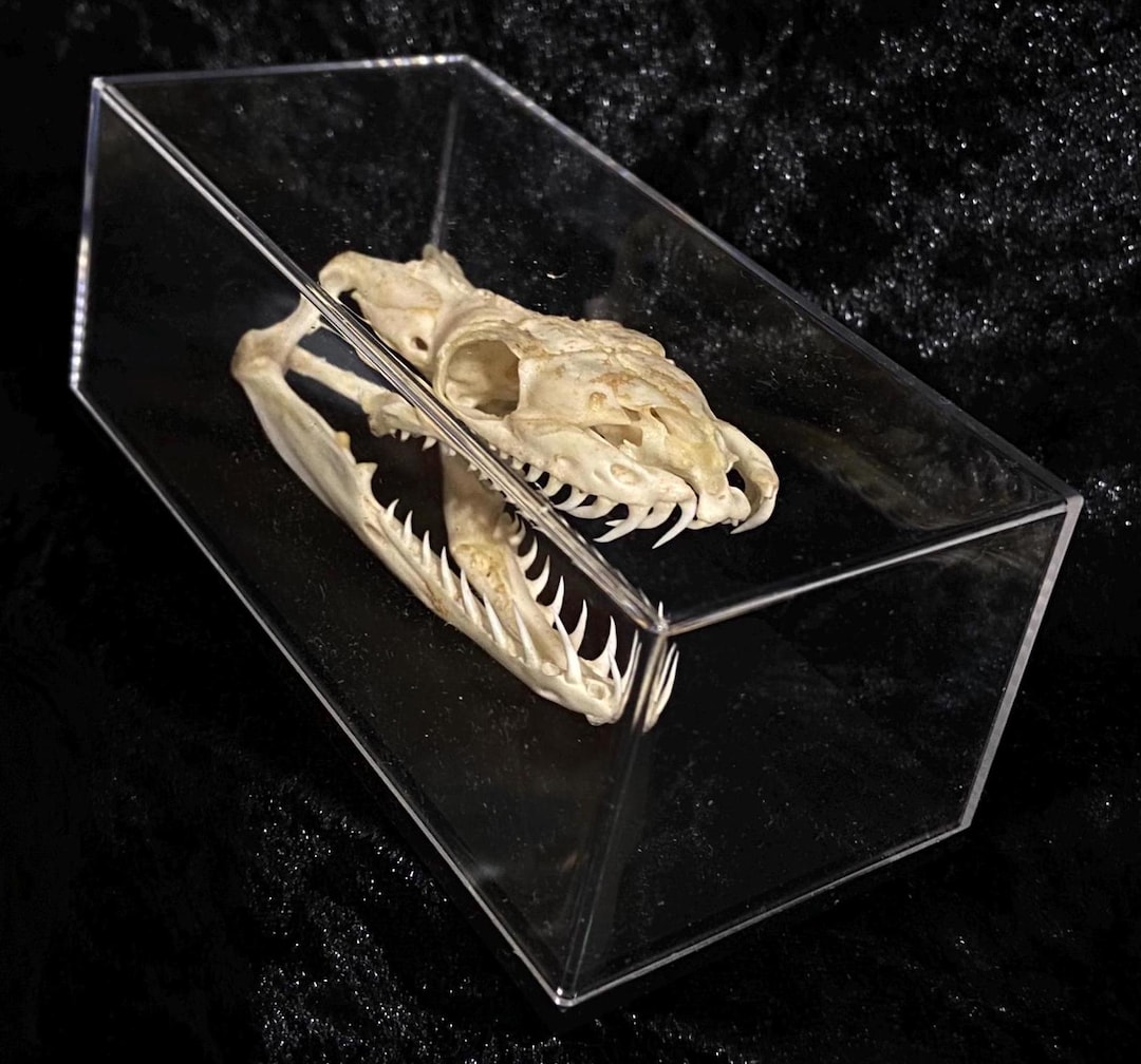 Snake Skull. Display Case. Puff Faced Water Snake. Snake. Reptile ...