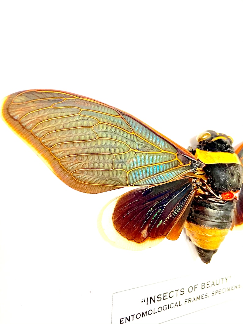 Cicada.(tacua Speciosa) Real Specimen - Etsy
