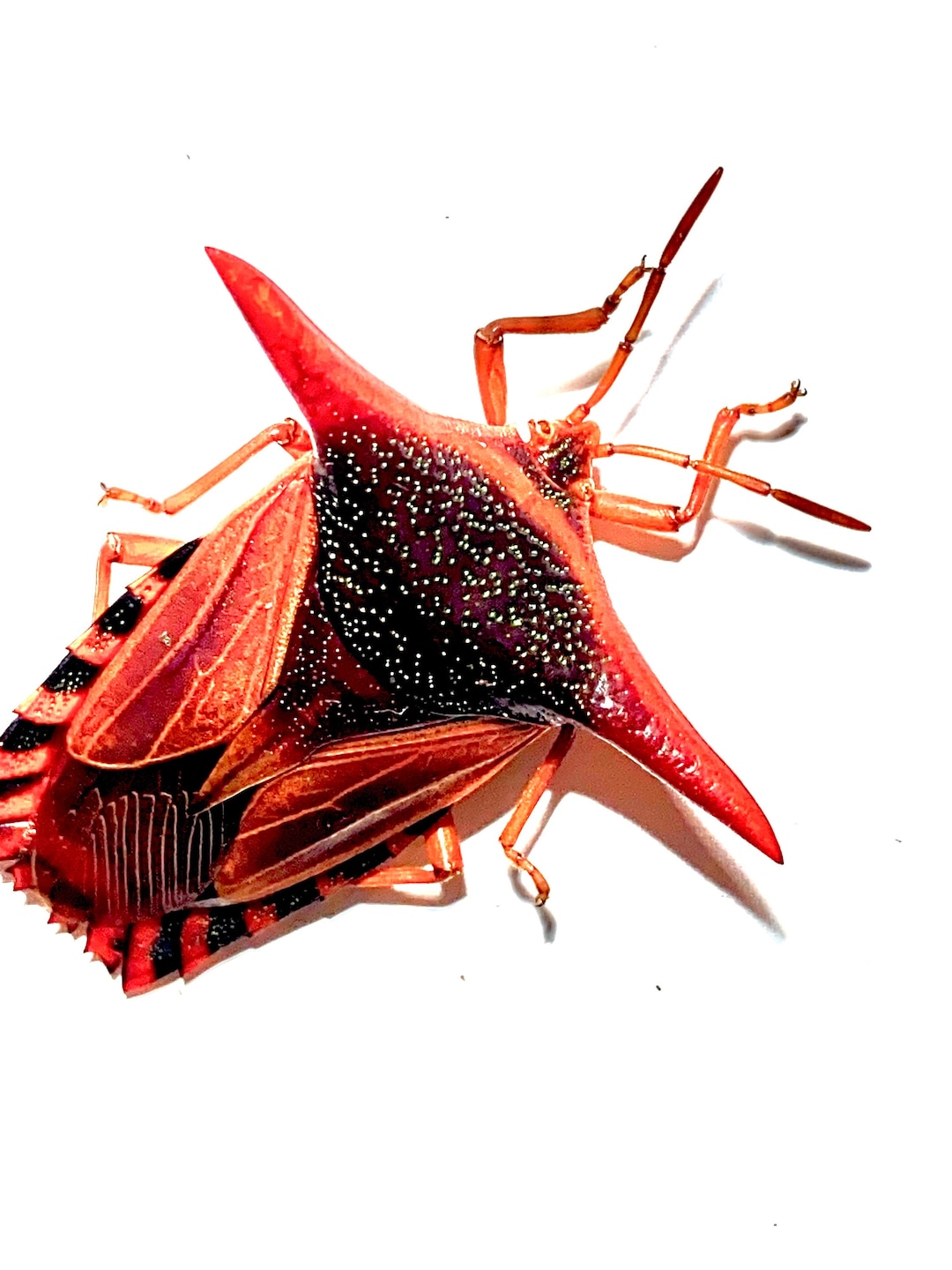 Horned Shield Bug pygoplatys Lancifer Real Insect. Insect Specimen ...