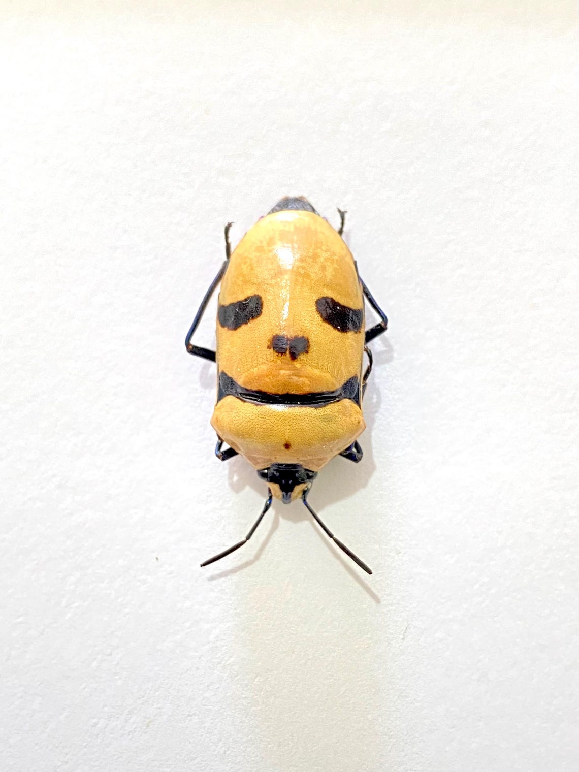 Man Faced Bug (eucorysses Grandis) Framed Real Specimen.insect Specimen ...