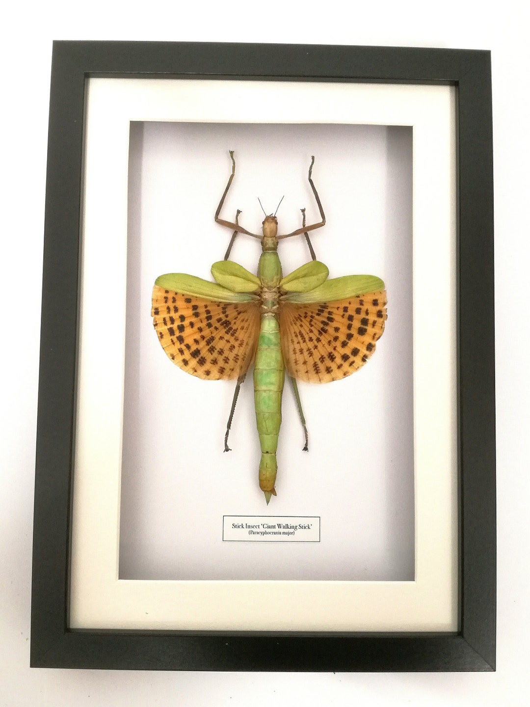 Stick Insect 'giant Walking Stick' (paracyphocrania Major) Real Insect ...