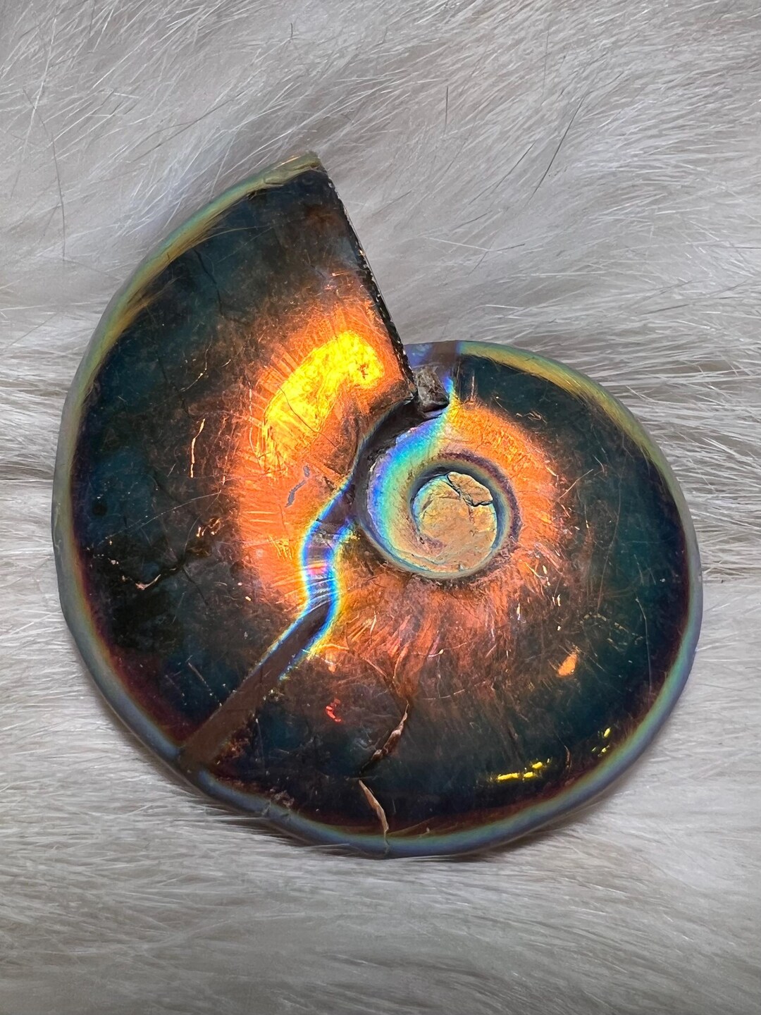 Fire Aura Opalized Ammonite, Naturally Iridescent Back - Etsy