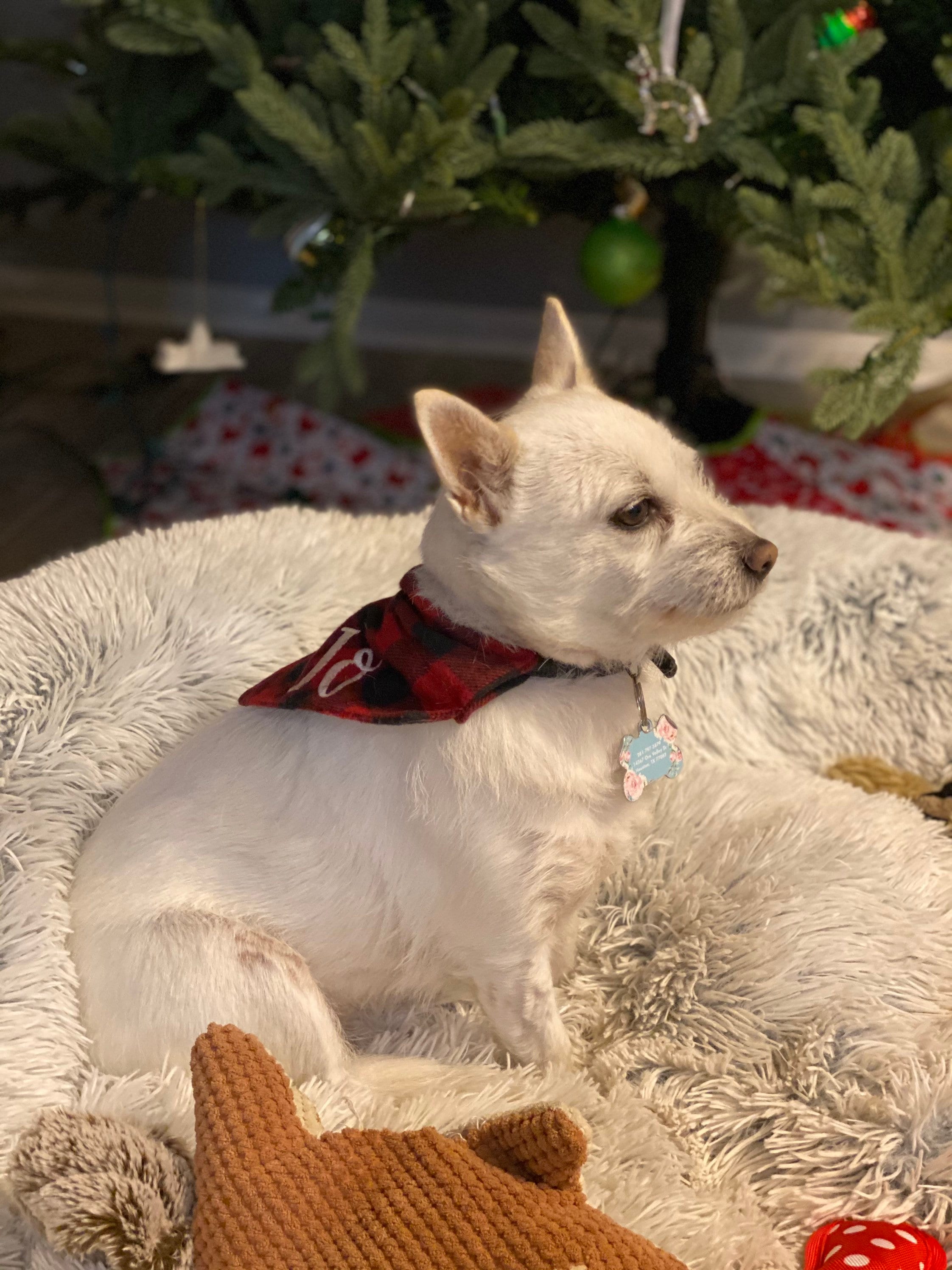 Birthday Streamer Dog Bandana Adoptaversary Over the Collar - Etsy