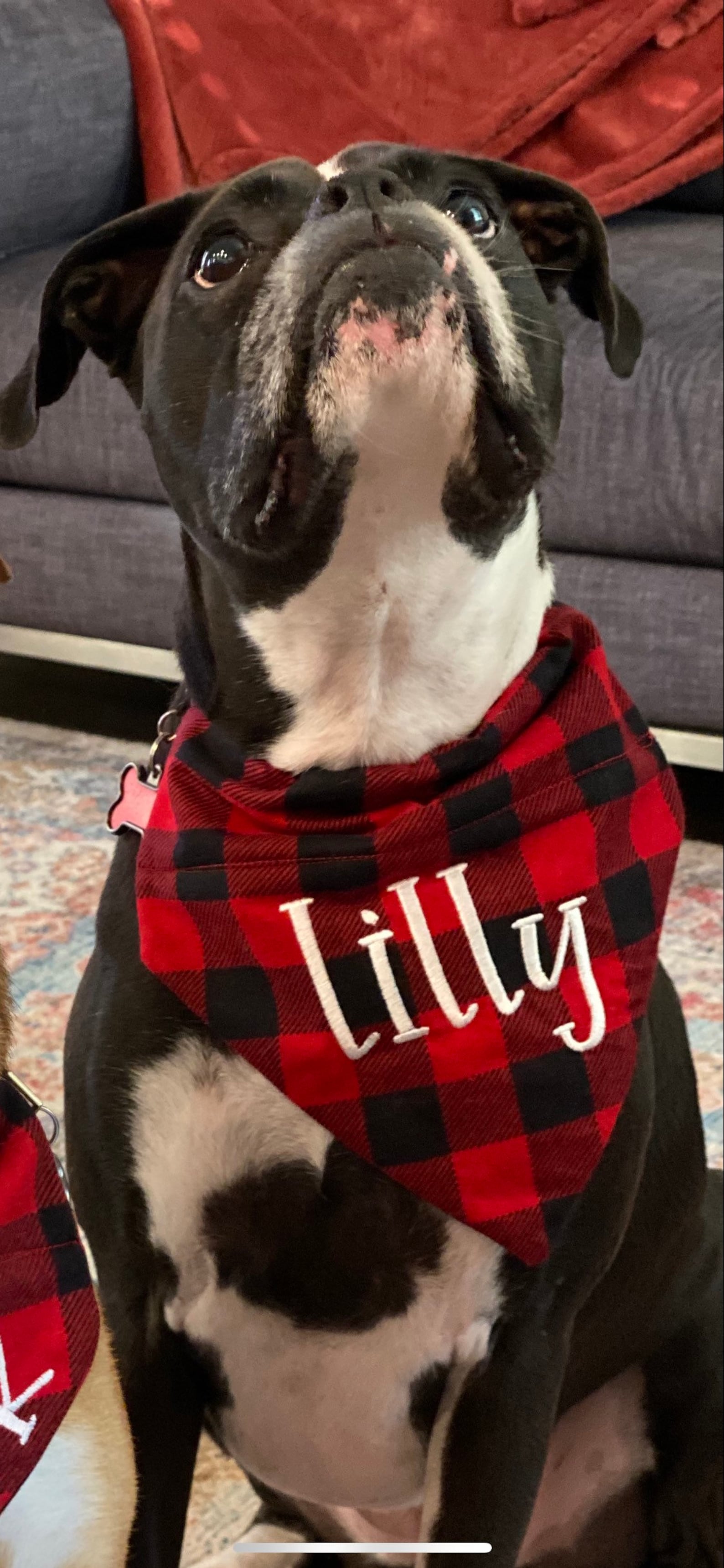 Birthday Streamer Dog Bandana Adoptaversary Over the Collar - Etsy