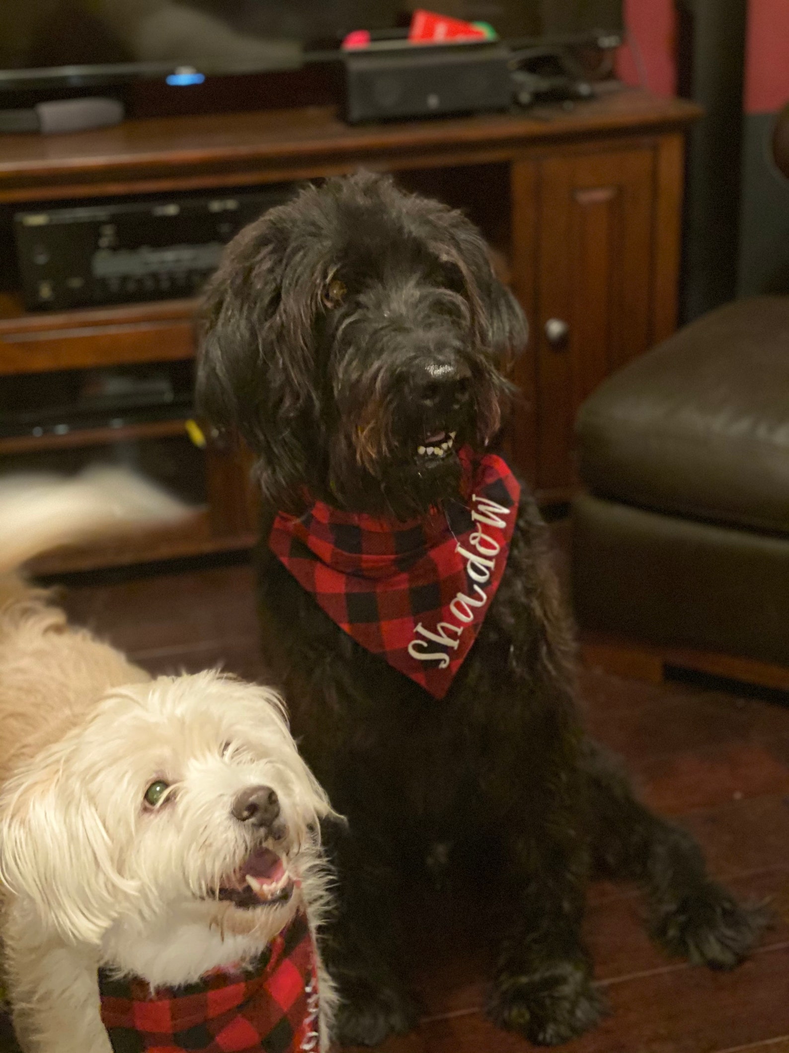 Birthday Streamer Dog Bandana Adoptaversary Over the Collar - Etsy