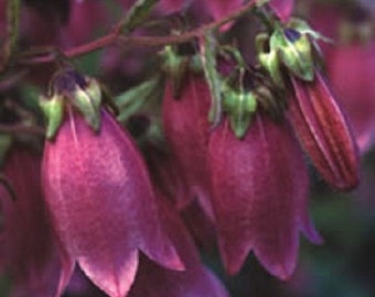 50+ Red Ruby Heirloom Campanula / Canterbury Bells / Perennial / Flower ...