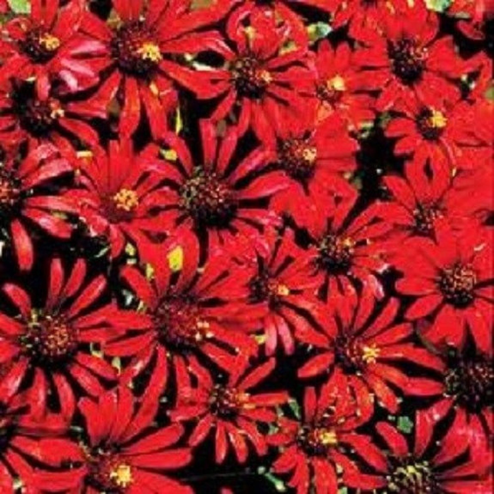 30+ Red Cactus Zinnia / Annual / Flower Seeds. - Etsy