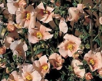 15 Geranium Seeds Pinto Premium Salmon Splash - Etsy