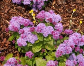 50 Pink Spires Verbena / Re-seeding / Annual / Flower Seeds. - Etsy