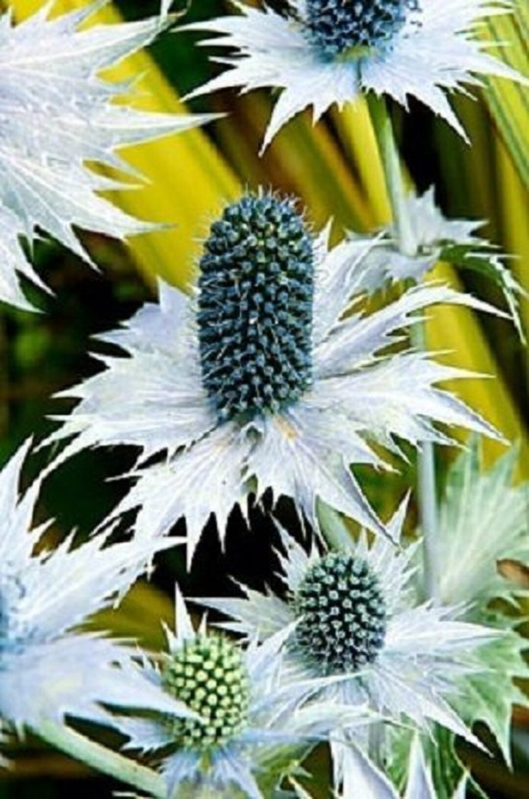 30+ Silver Ghost Sea Holly Eryngium / Perennial / Flower Seeds. - Etsy