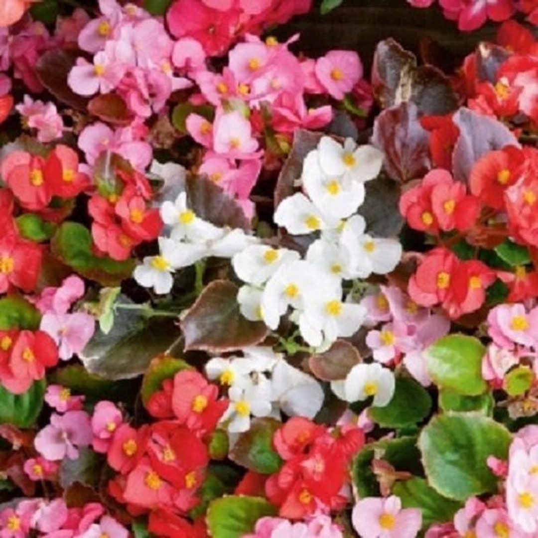 30+ Begonia Ambassador Mix / Annual / Flower Seeds. - Etsy