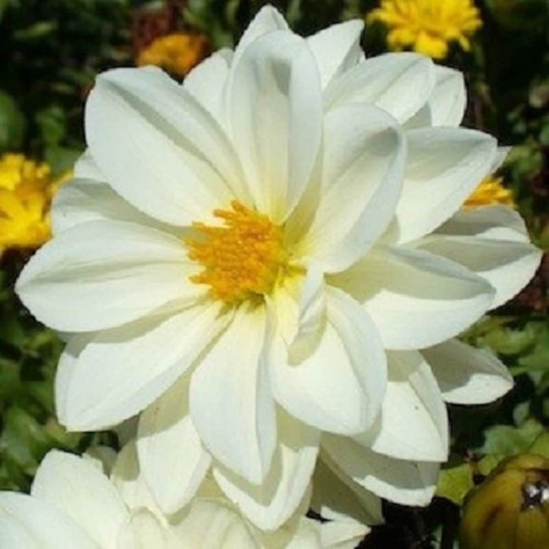 15+ White Mignon Dahlia / Annual / Flower Seeds. - Etsy