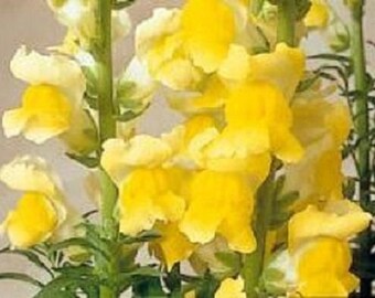 30 Lemon Sherbert Antirrhinum / Snapdragon / Long-lasting Annual ...
