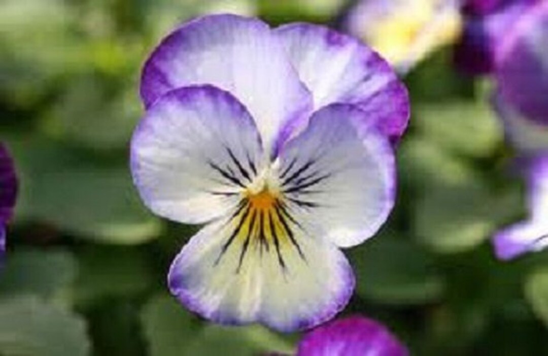 30+ Penny Purple Picotee Viola / Perennial / Flower Seeds. - Etsy