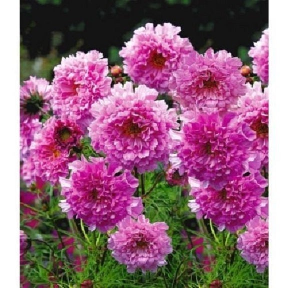 40+ Cosmos Double Pink Rose / Annual / Flower Seeds. - Etsy