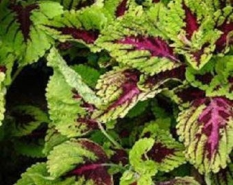 50+ Wizard Mosaic Coleus / Annual / Flower Seeds. - Etsy