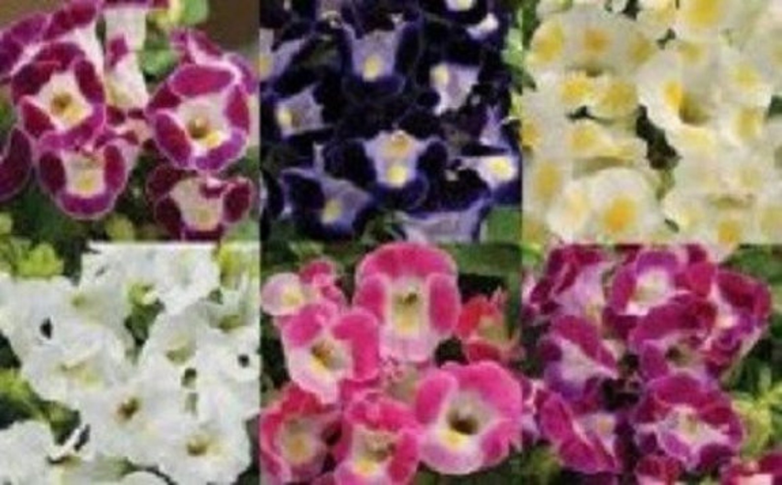20+ Torenia Wishbone Mix / Annual / Flower Seeds. - Etsy