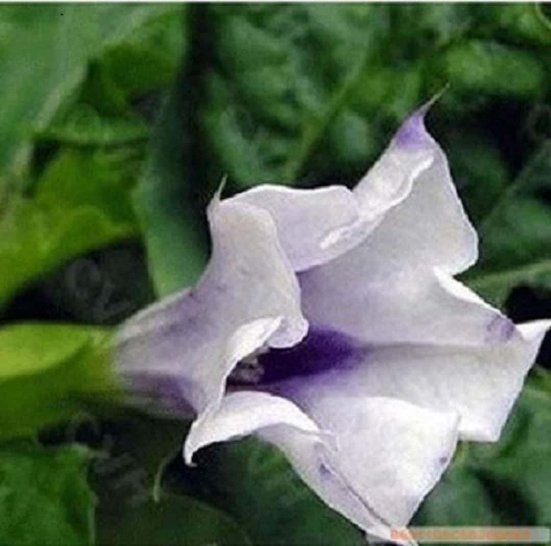 20+ Purple Angels Trumpet Datura / Annual / Flower Seeds. - Etsy