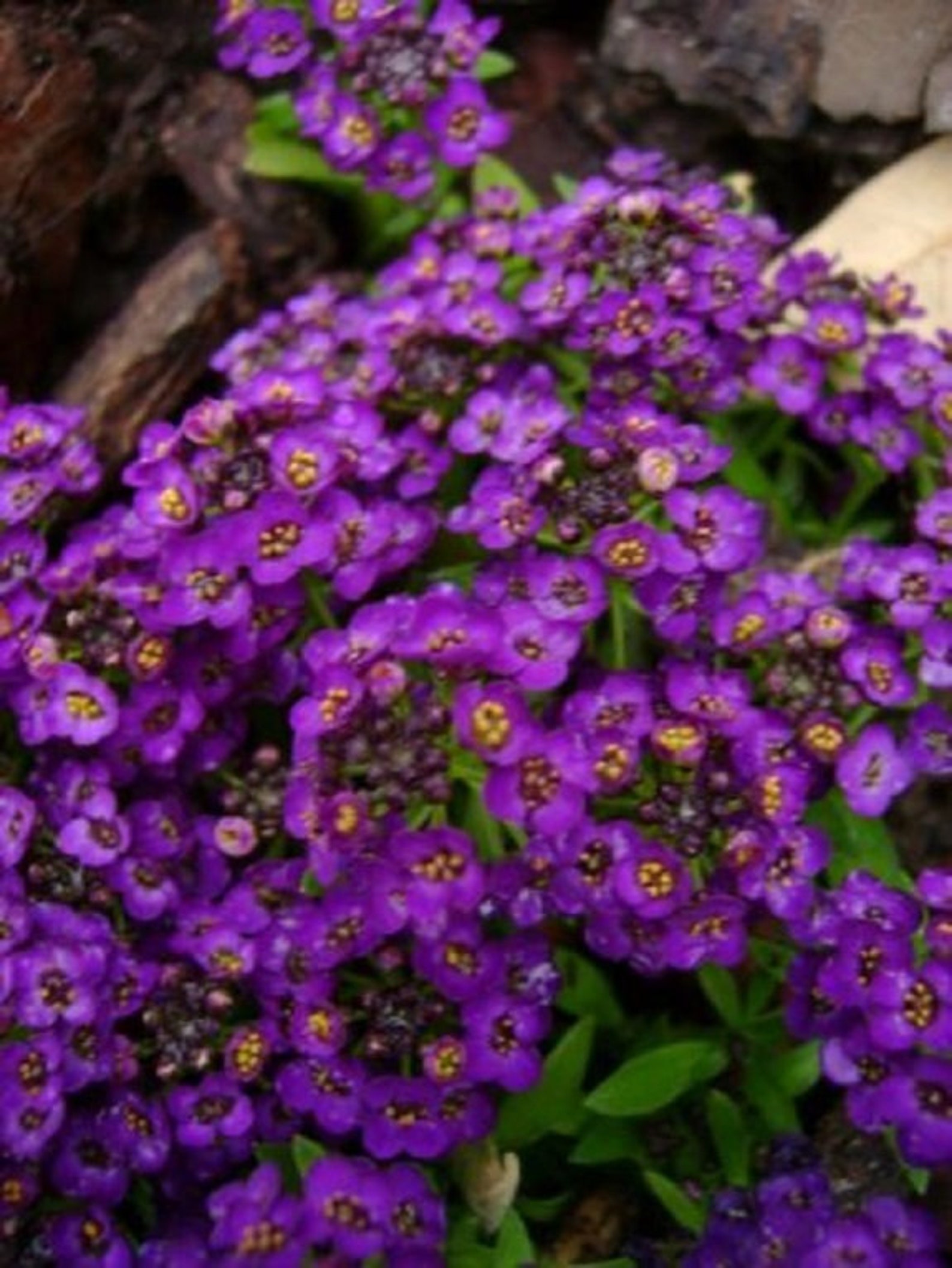60+ Violet Queen Fragrant Alyssum / Re-seeding / Annual / Flower Seeds ...