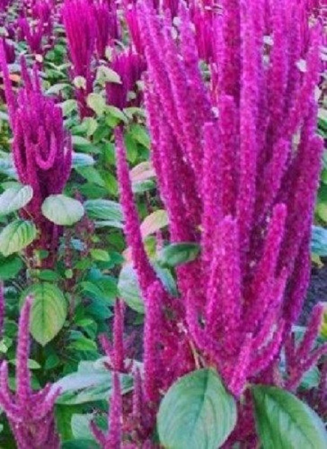 50+ Lotus Purple Amaranthus / Annual / Flower Seeds. - Etsy