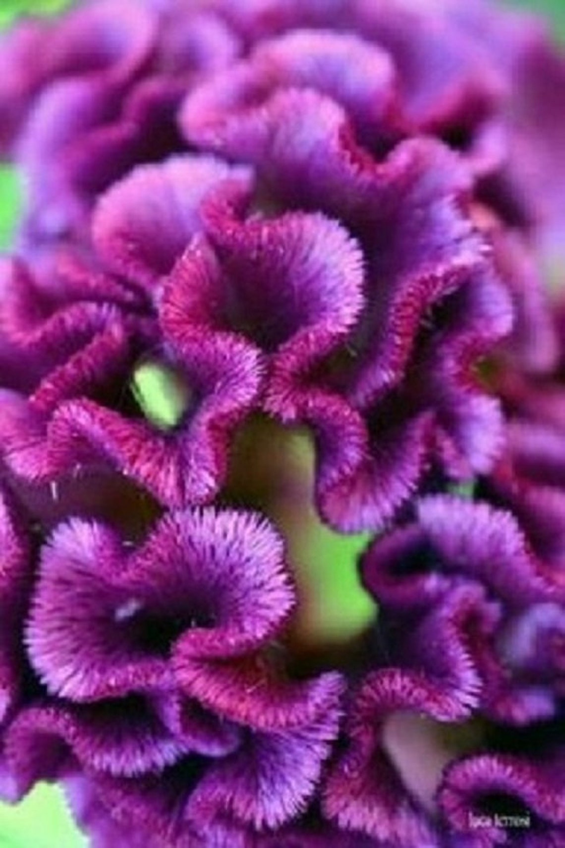 30+ Purple Cockscomb / Celosia / Flower Seeds. - Etsy