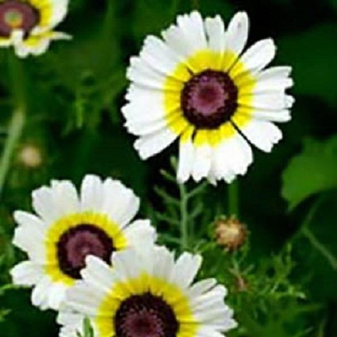 Postinteresting Info About Chrysanthemum Deer Resistant