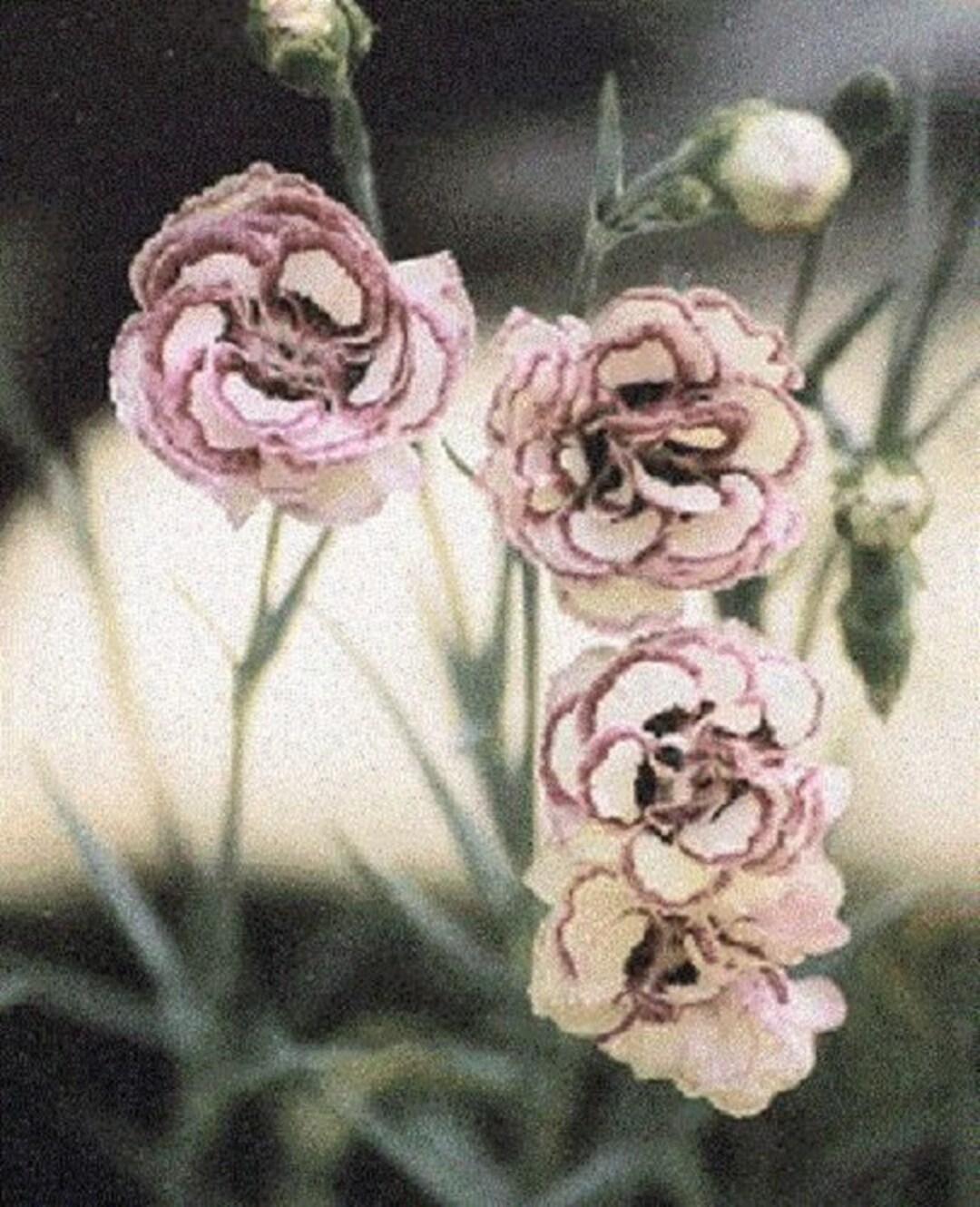 30+ Raspberry Ripple Carnation / Perennial / Flower Seeds. - Etsy