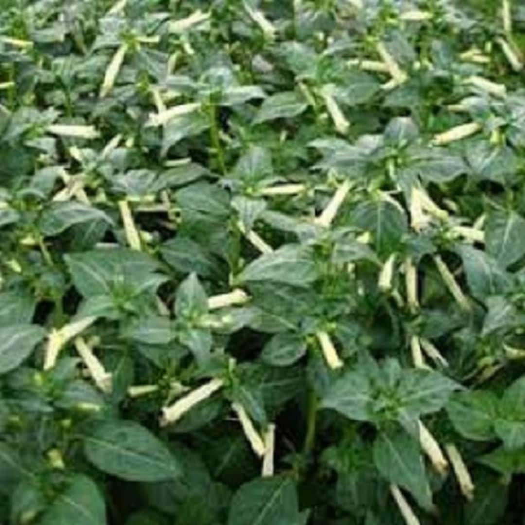 15+ Cuphea White Cigar Plant / Perennial / Flower Seeds. - Etsy