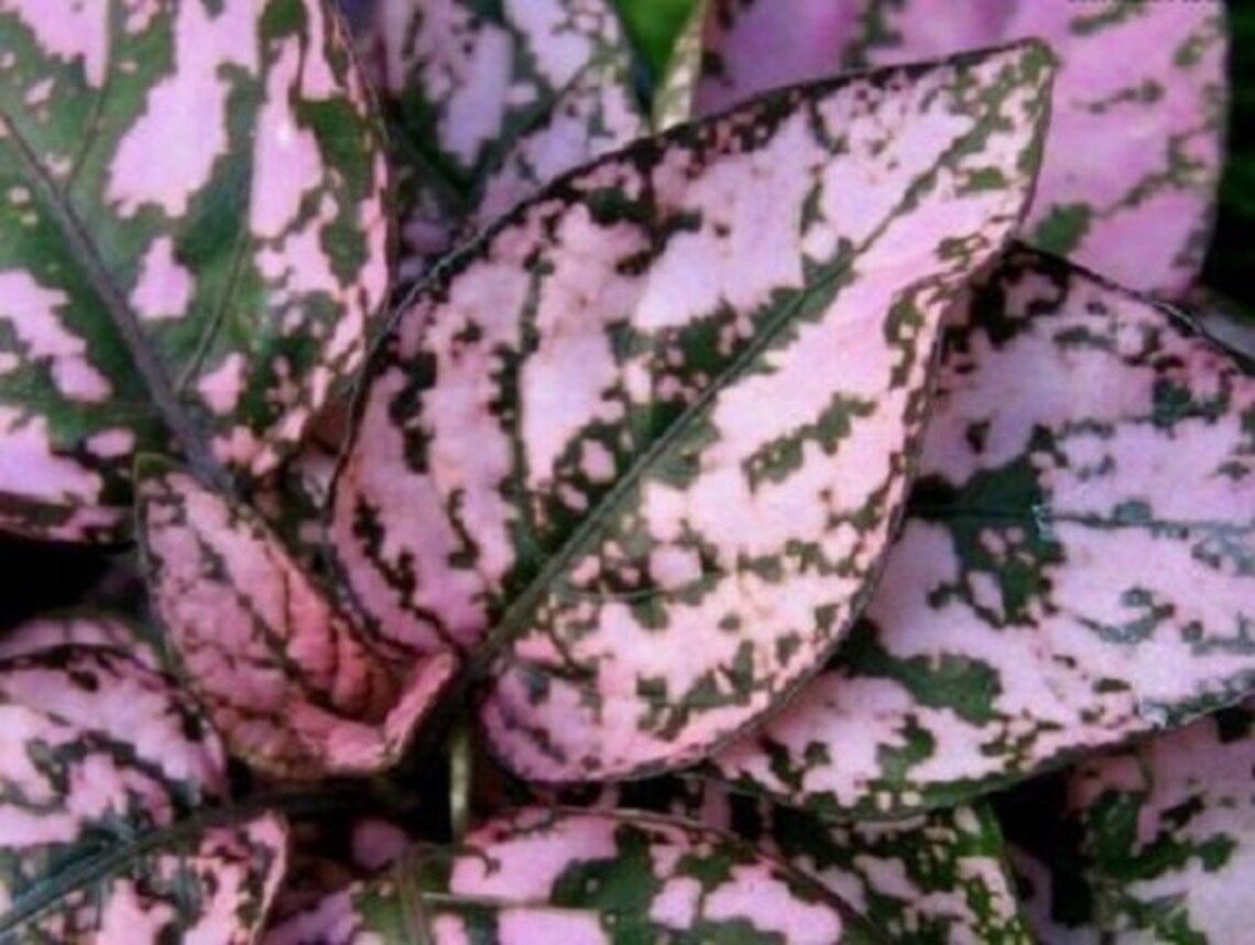25+ Hypoestes Splash Pink Polka-dot Plant / Shade-loving Annual ...
