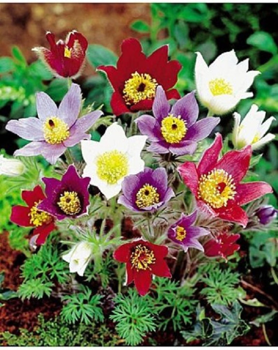 20+ Pulsatilla (pasque) Mix / Annual / Flower Seeds. - Etsy
