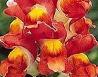 30+ Antirrhinum Montego Sunset Bi-color / Dwaf / Snapdragon / Flower ...
