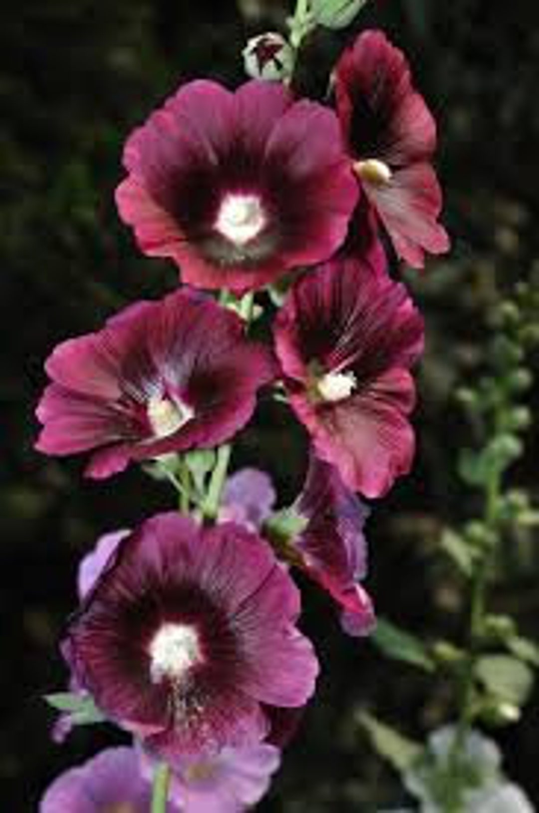 30+ Maroon Hollyhock / Alcea Rosea / Perennial / Flower Seeds. - Etsy
