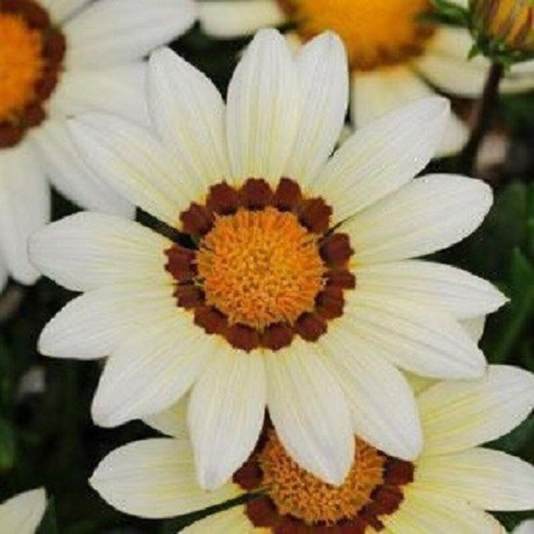 30+ Kiss White Gazania / Drought Tolerant / Re-seeding Annual / Flower ...