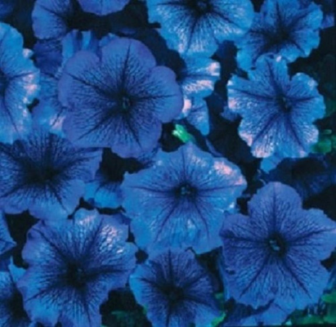 30+ Petunia Sky Blue With Purple Vein / Multiflora / Nora / Annual ...