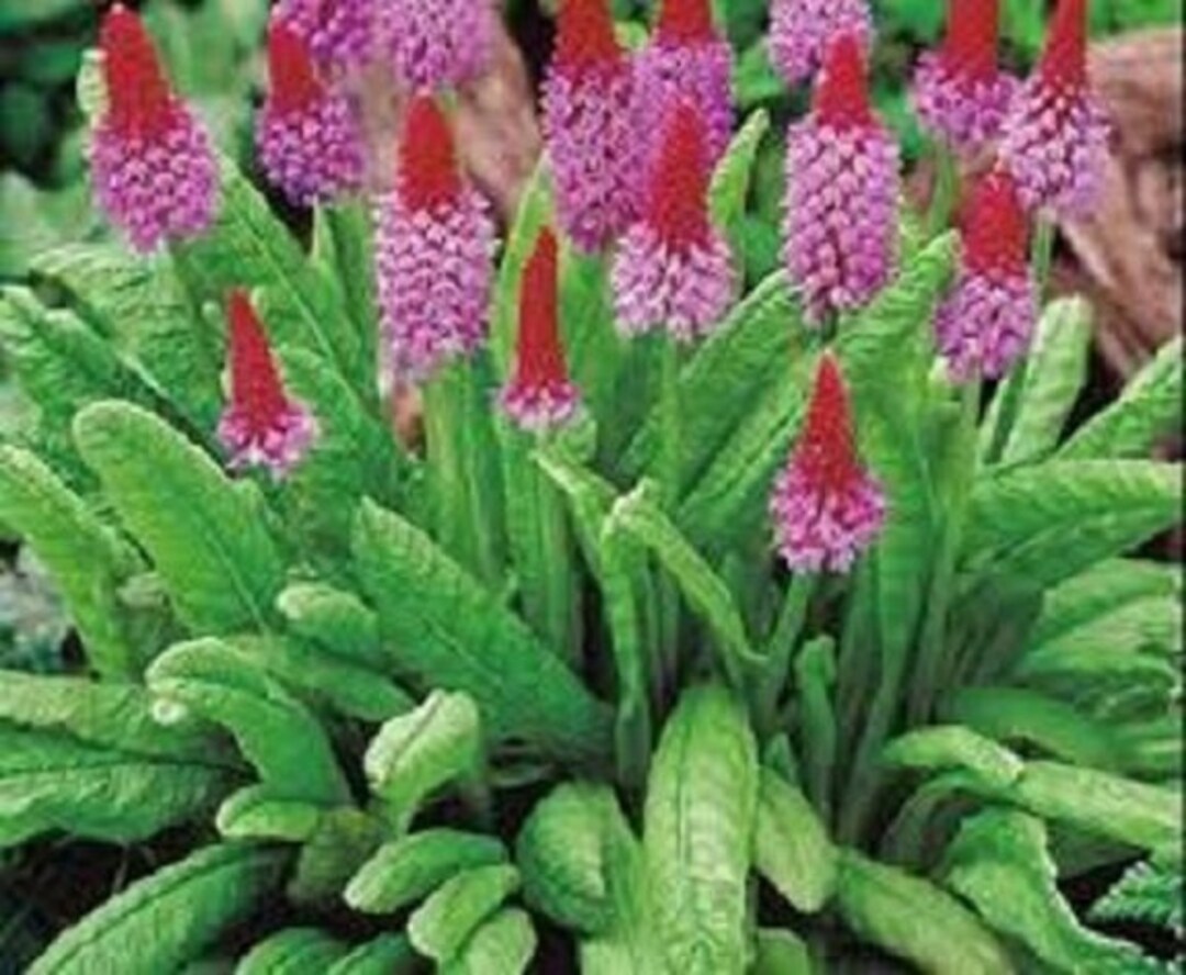25+ Orchid Primula / Perennial / Flower Seeds. - Etsy