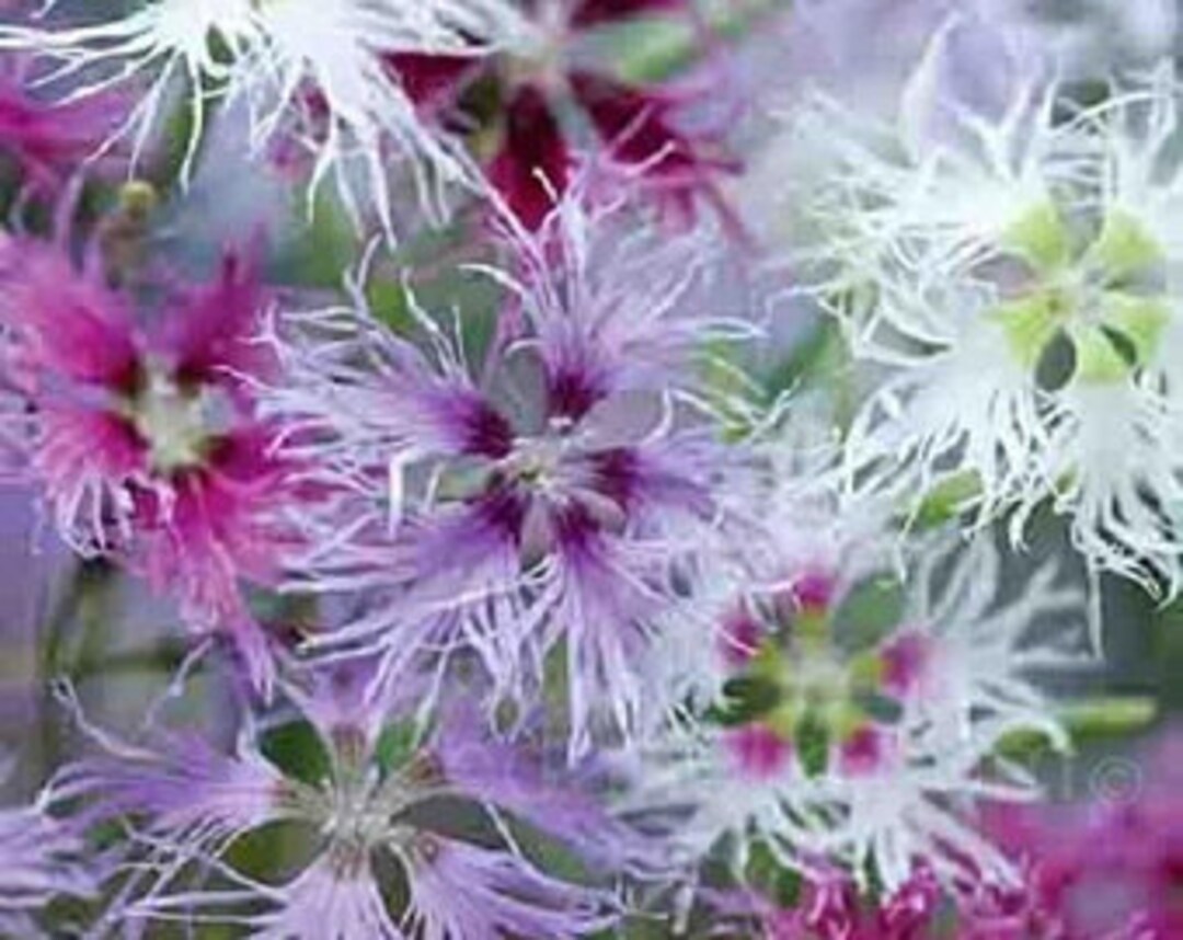 30+ Superbus Mix Carnation / Dianthus / Long Lasting / Perennial ...